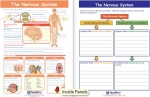 W94-4918 The Nervous System Visual Learning Guide