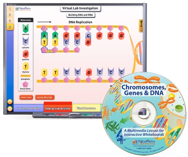W54-6207 Chromosomes, Genes & DNA Multimedia Lesson