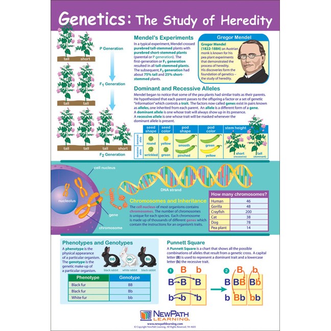W34-6110 Genetics: The Study of Heredity Poster, Laminated