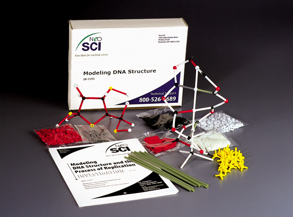 Ns20 2193 Modeling Dna Structure And The Process Of Replication