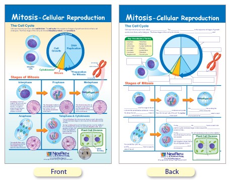 Cell Growth And Reproduction