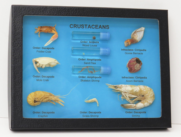 WO-R225 Crustacean Comparison Riker Mount Survey Display Collection Display