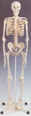 B3350-25 Human Skeleton Full Size