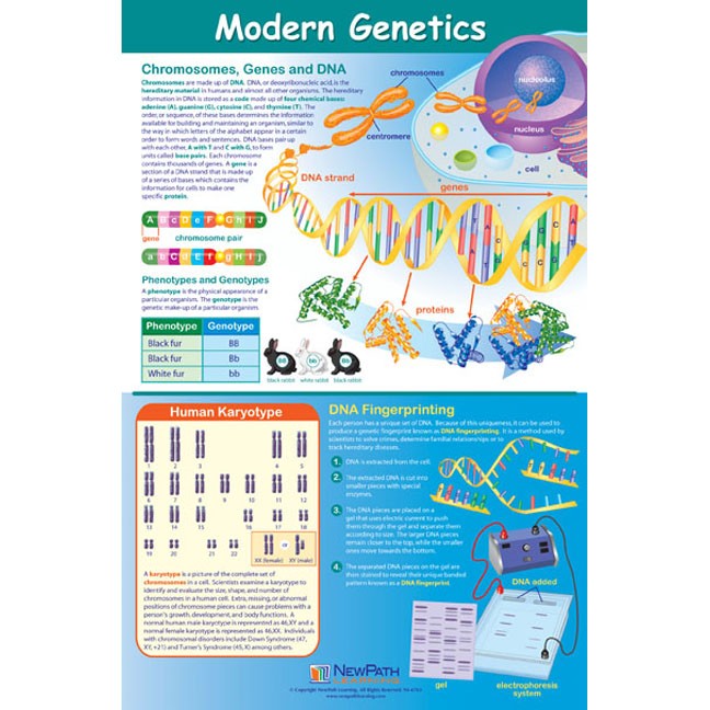 W34-6103 Modern Genetics Poster, Laminated