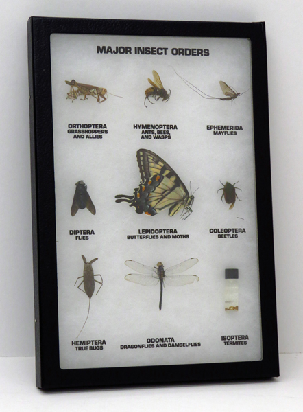 WO-R250 Major Insect Orders Riker Mount Survey Display Collection Display