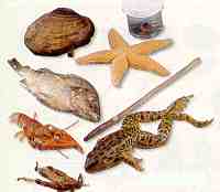 Laboratory Biology: 10 Specimen Set