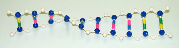 B3580-10 DNA Model Student