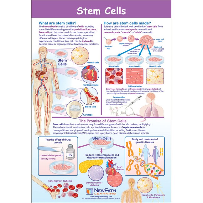 W34-6109 Stem Cells Poster, Laminated